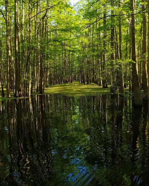 2-hour Eco-Swamp Tour - Discover the Atchafalaya Basin: What You Can Expect