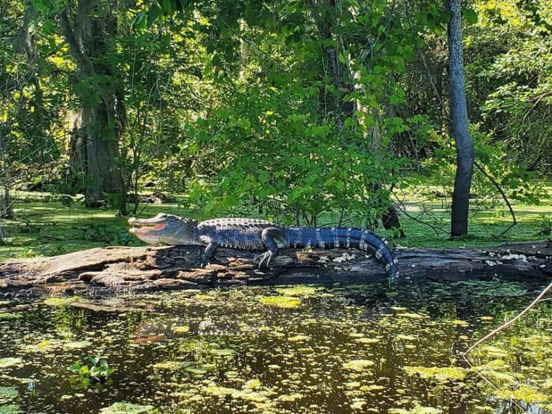 2-hour Eco-Swamp Tour - Who Will Love This Tour?