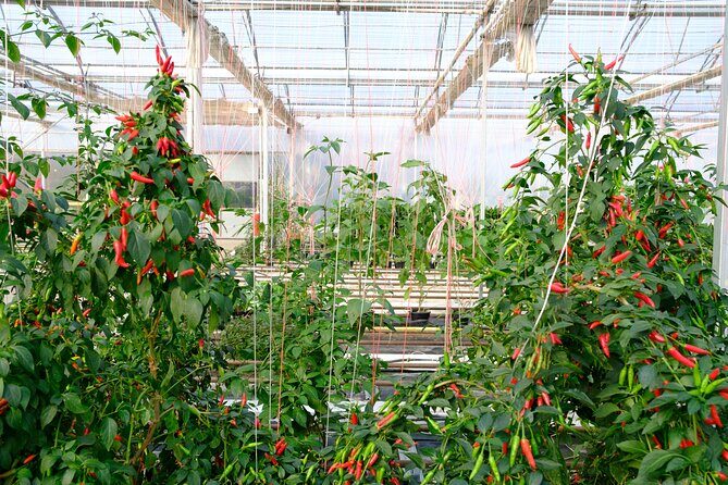 2-Hour Farm Experience in Gateway Yarra Valley - An Authentic Look at Regenerative Farming