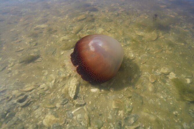 2-Hour Glass Bottom Guided Eco Tour in Flagler County-Small-group - Introduction: What You Can Expect from This Eco Kayak Tour in Flagler County