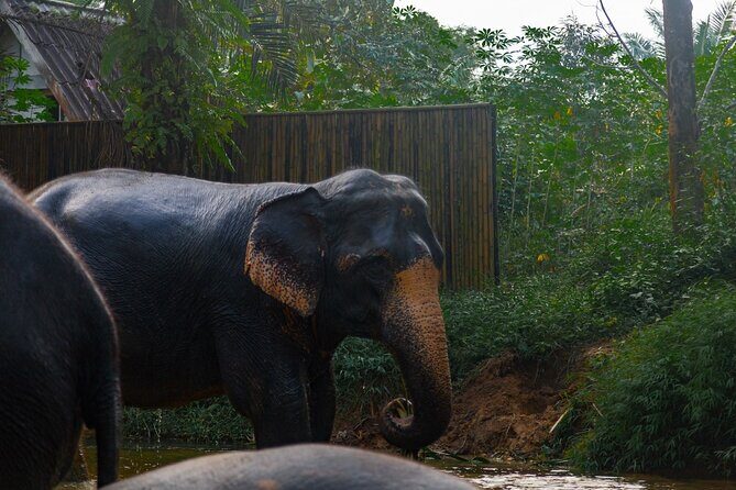 2-Hour Guided Eco-Tour & Transfer to Khaolak Elephant Sanctuary - The Itinerary in Detail
