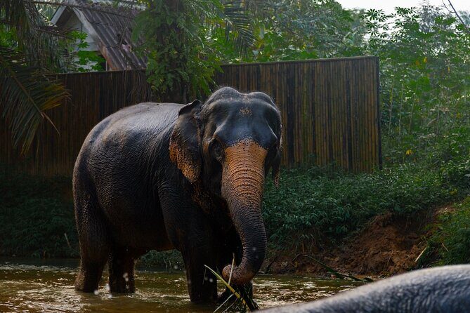2-Hour Guided Eco-Tour & Transfer to Khaolak Elephant Sanctuary - The Value Proposition