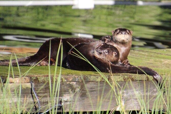 2 Hour Historical Wildlife Tour of the Chain of Lakes - Authentic Traveler Experiences