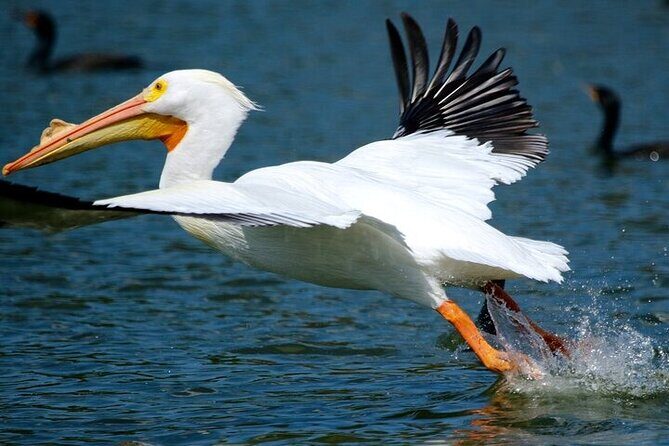2 Hour Historical Wildlife Tour of the Chain of Lakes - FAQ: Your Practical Questions Answered