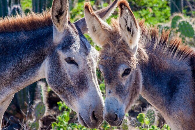 2 hour Individual Guided South Island Tour for Singles/Couples - What the Tour Includes and What It Doesnt