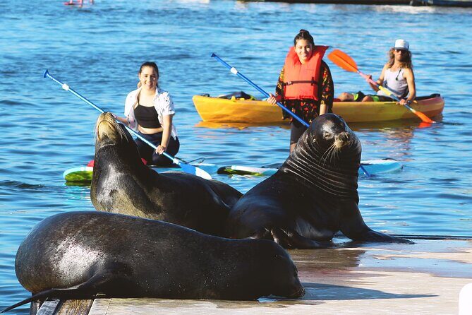 2-Hour Kayak or Paddleboard with Sea Lions in Marina del Rey - Exploring Marina del Rey’s Waterways: What the Tour Involves
