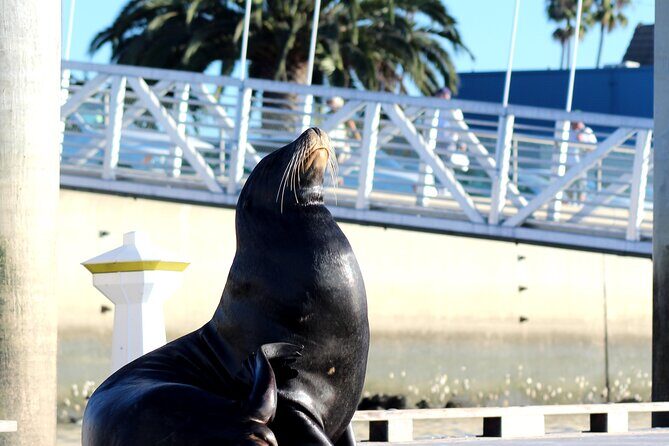 2-Hour Kayak or Paddleboard with Sea Lions in Marina del Rey - The Sum Up