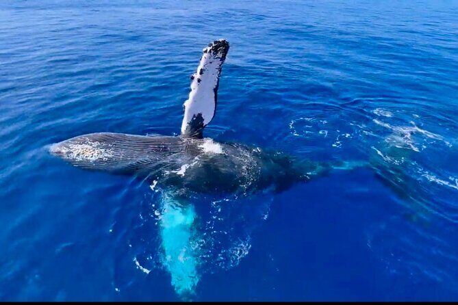 2 hour Lahaina Sunrise Whale Watch - A Closer Look at the Lahaina Sunrise Whale Watch Experience