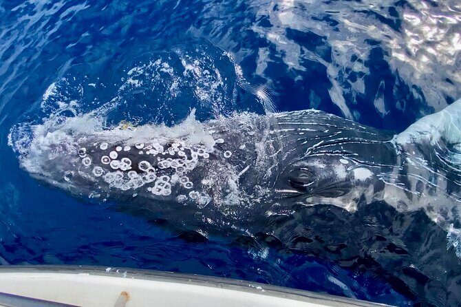 2 hour Lahaina Sunrise Whale Watch - The Sum Up