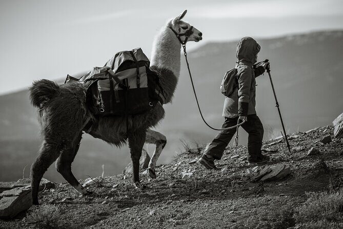 2-Hour Llama Hike - An Overview of the Experience