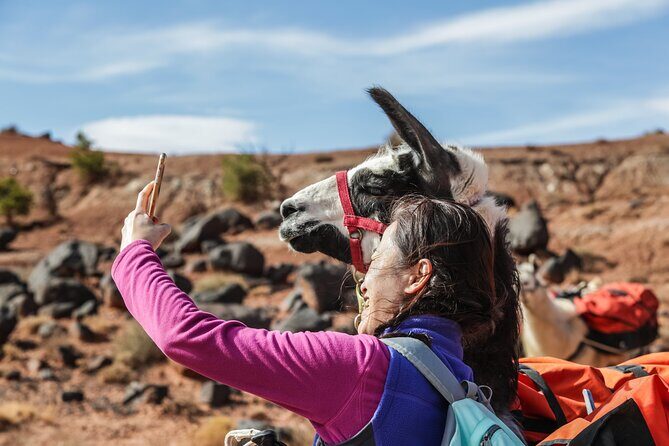 2-Hour Llama Hike - Personal Encounters with the Llamas
