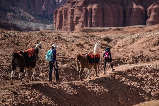 2-Hour Llama Hike - The Group Size and Atmosphere