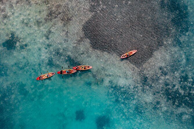 2 Hour Mangrove Kayak and Snorkel Tour - A Closer Look at the Tour Experience