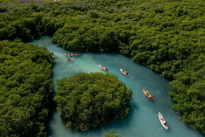2 Hour Mangrove Kayak and Snorkel Tour - The Itinerary Breakdown