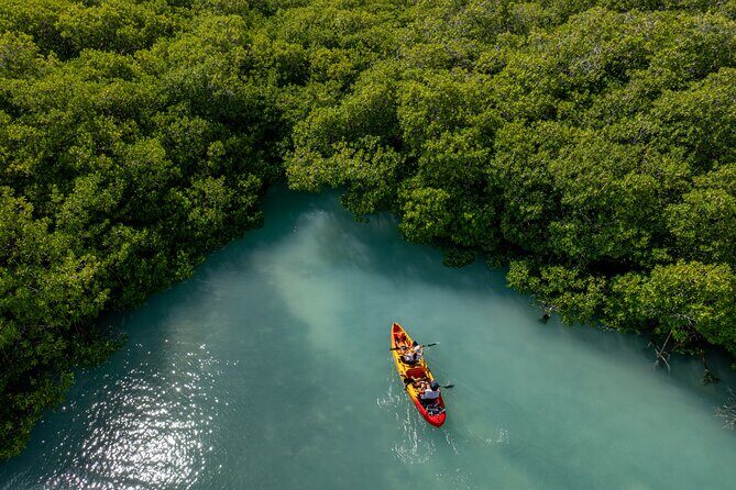 2 Hour Mangrove Kayak and Snorkel Tour - Practical Tips for a Smooth Experience