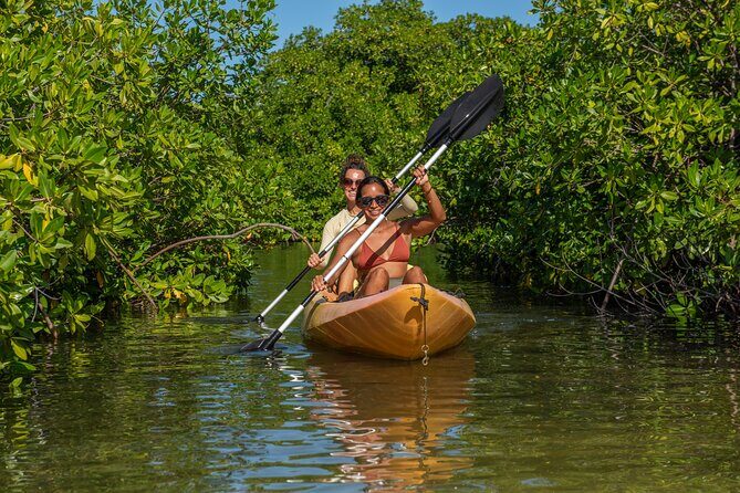 2 Hour Mangrove Kayak and Snorkel Tour - The Sum Up