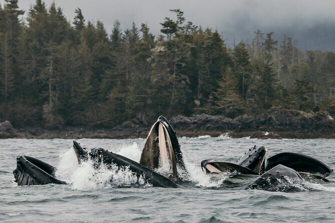 2-Hour Marine Wildlife Tour in Sitka - FAQs