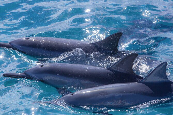 2 Hour Maui Dolphin Watch Sightsee Raft Tour (Semi-Private) - Frequently Asked Questions (FAQs)