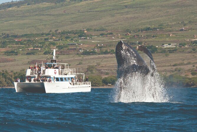 2-Hour Maui Whale Watch from Lahaina Harbor, Maui - Starting Point: Lahaina Harbor’s Historic Charm