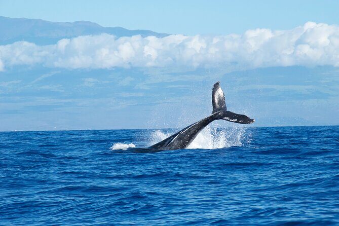 2-Hour Maui Whale Watch from Lahaina Harbor, Maui - The Whale Encounters: Close Calls and Spectacular Shows
