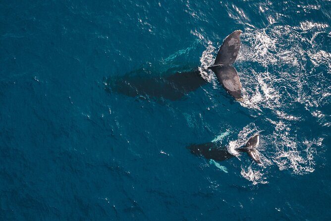 2-Hour Maui Whale Watch from Lahaina Harbor, Maui - Timing & Conditions: When to Go and What to Expect