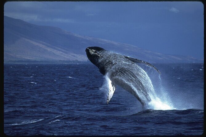 2-Hour Maui Whale Watch from Lahaina Harbor, Maui - Considerations & Practical Tips