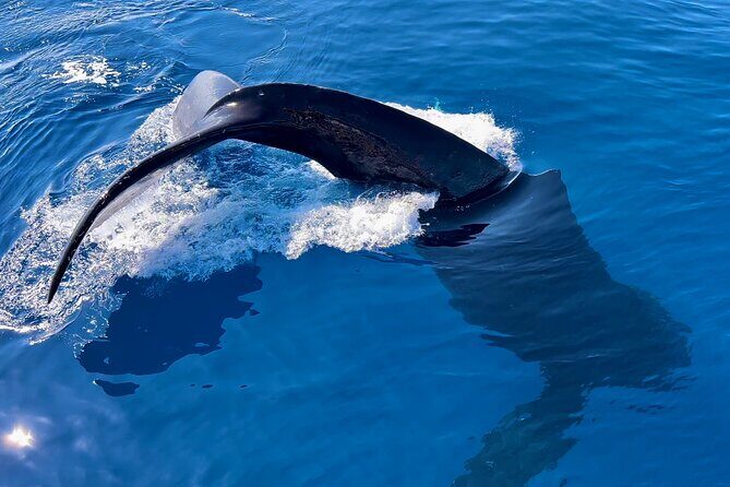 2 Hour Prime Time Maui Whale Watching - An Authentic Maui Whale Watching Experience