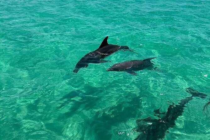 2 Hour Private Captained Crab Island Dolphin Tour in Destin - Practical Considerations