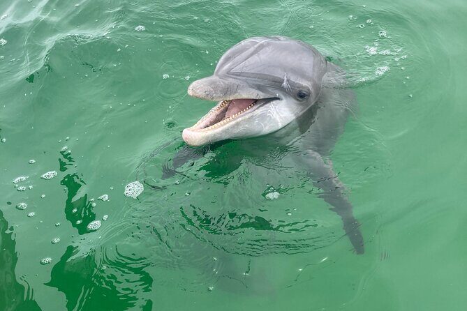 2 Hour Private Dolphin and Sightseeing Tour Shell Island - Introduction: Authentic Gulf Coast Experience