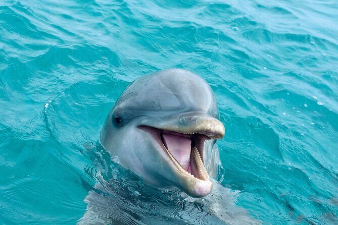 2 Hour Private Dolphin Sightseeing Tour - A Close Look at the Experience