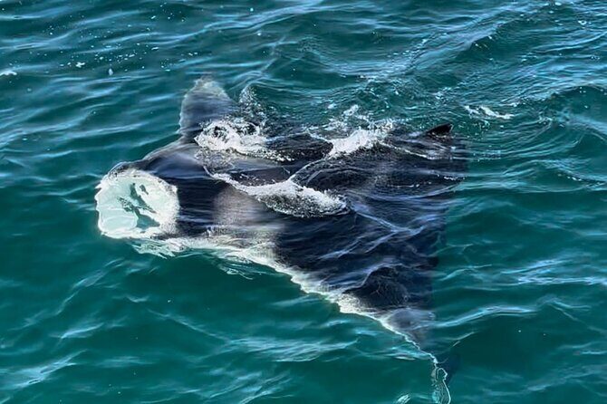 2 Hour Private Dolphin Sightseeing Tour - The Cost and Its Value