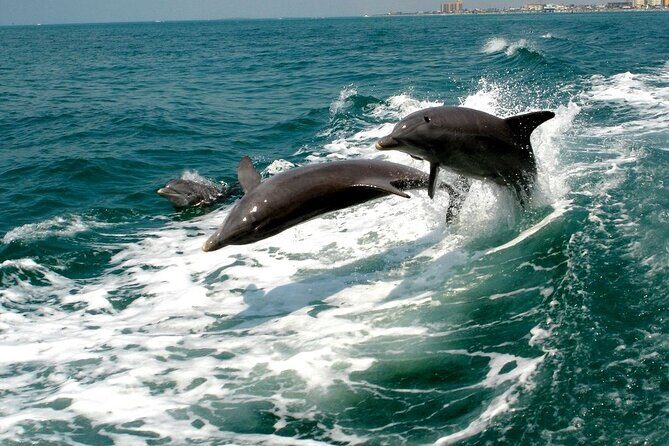2 Hour Private Dolphin Sightseeing Tour - FAQs
