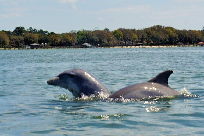 2-Hour Private Hilton Head Dolphin Watching Cruise - In Closing