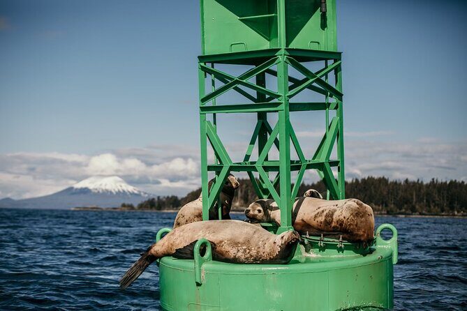 2 Hour Private Marine Wildlife Tour - Introduction