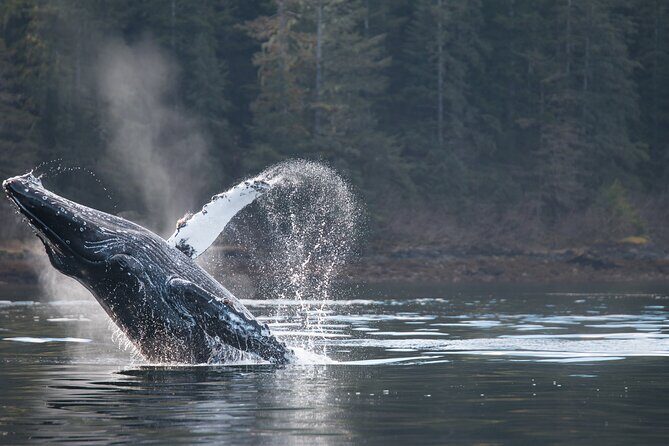 2 Hour Private Marine Wildlife Tour - Exploring the Sitka Marine Wilderness