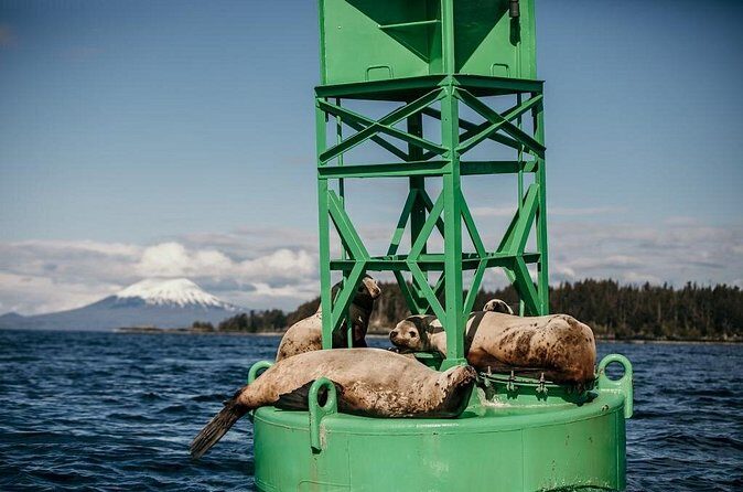 2 Hour Private Marine Wildlife Tour - The Practical Aspects