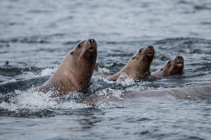 2 Hour Private Marine Wildlife Tour - Why Choose This Tour?