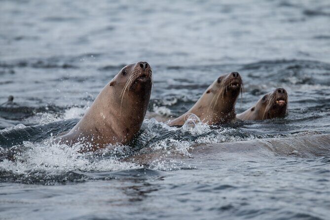 2 Hour Private Marine Wildlife Tour - The Sum Up