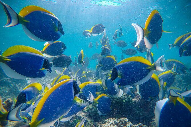 2-Hour Private Snorkelling in Maldives - Why This Snorkeling Tour Is Worth Considering