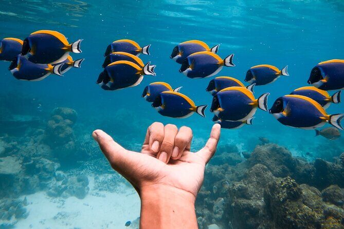 2-Hour Private Snorkelling in Maldives - Encountering Marine Life: What Travelers Say