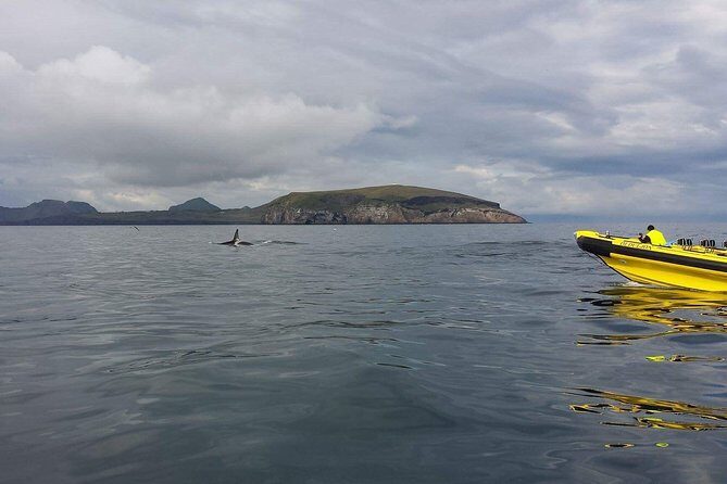 2 hour Round Trip in Vestmannaeyjar on a RIB Boat - Who Will Love This Tour?