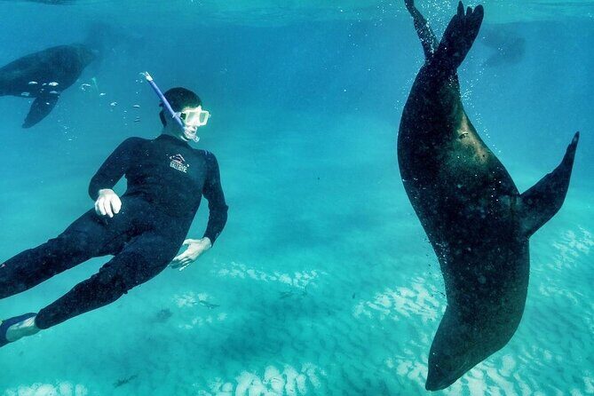 2 hour Seals & Seadragon Swim - Key Points