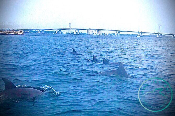 2 Hour Shell Island Jet Ski Dolphin Tour - An In-Depth Look at the 2 Hour Shell Island Jet Ski Dolphin Tour