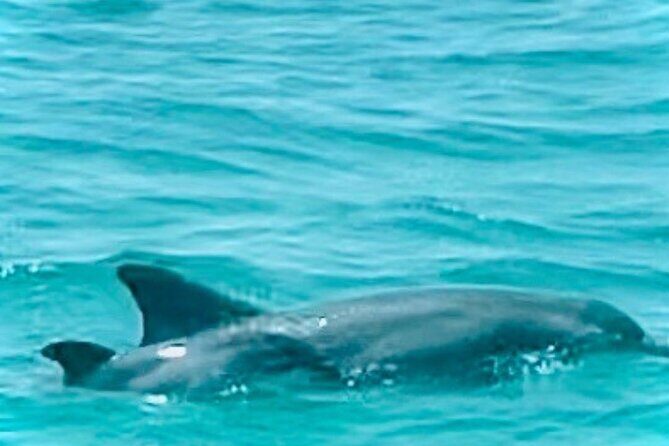 2 Hour Shell Island Jet Ski Dolphin Tour - The Sum Up: Who Will Love This Tour?