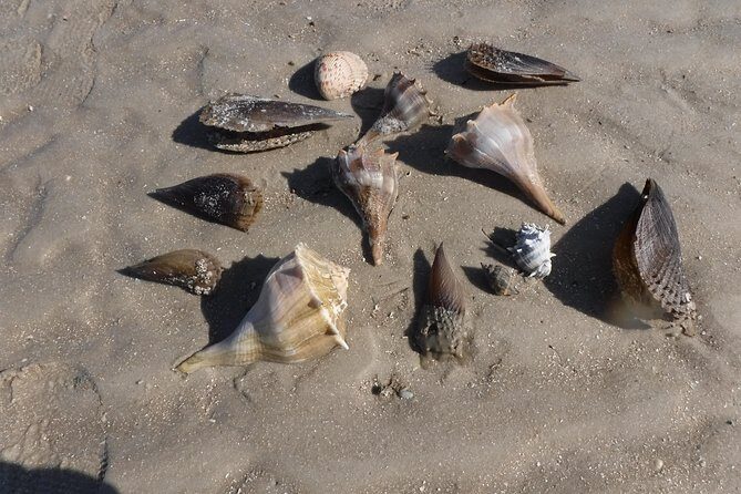 2-hour Shelling Boat Tour in the 10,000 Islands - The Sum Up