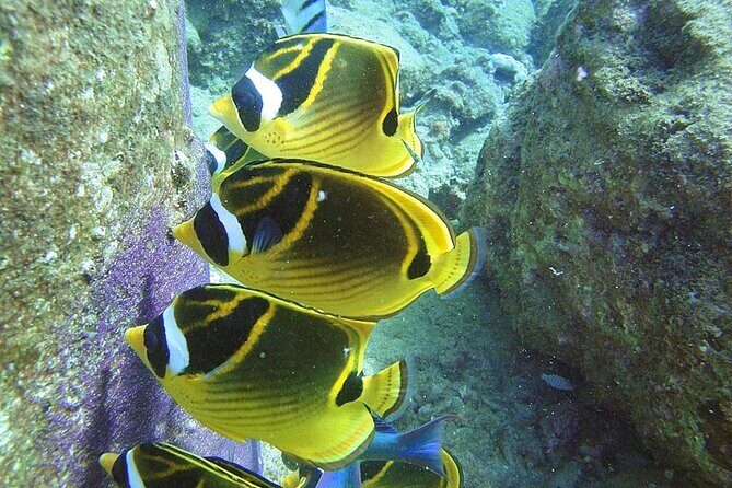 2-Hour Snorkeling Adventure in Kauai - Introduction