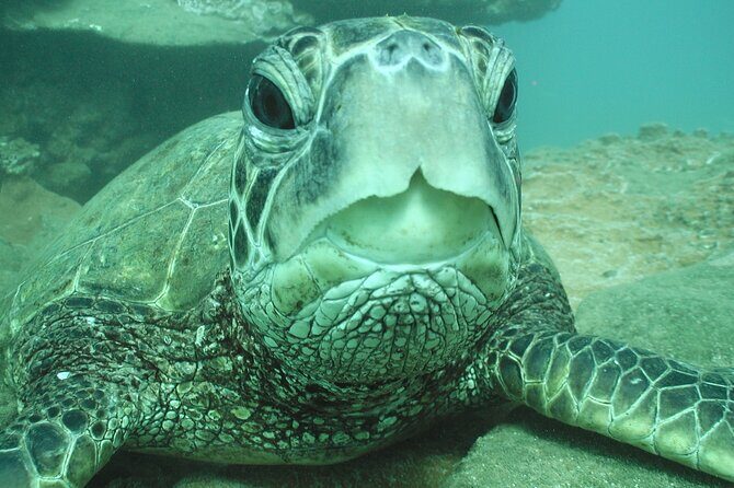 2-Hour Snorkeling Adventure in Kauai - Key Points