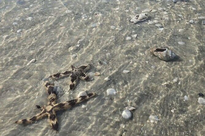 2 Hour Snorkeling and Dolphin Tour - Frequently Asked Questions