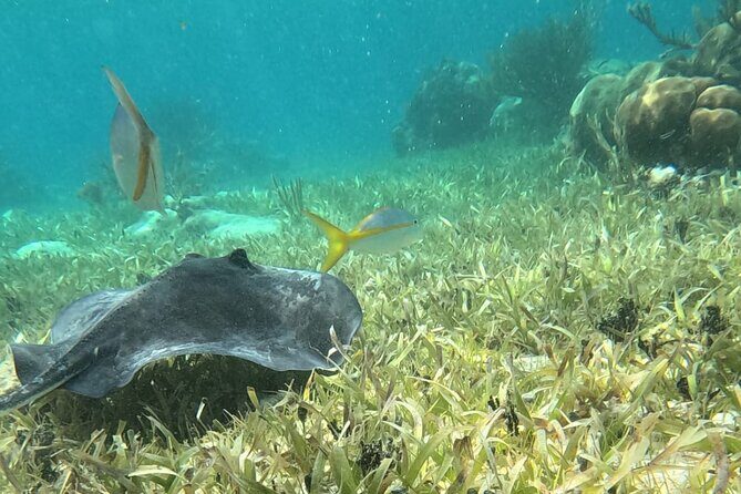 2 hour snorkeling in Arrecife de Puerto Morelos - Exploring the Details: What Makes This Tour Special