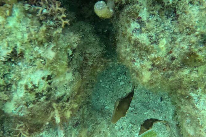 2 hour snorkeling in Arrecife de Puerto Morelos - Final Thoughts